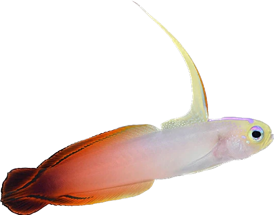 Firefish – Saltwater Fish Sask