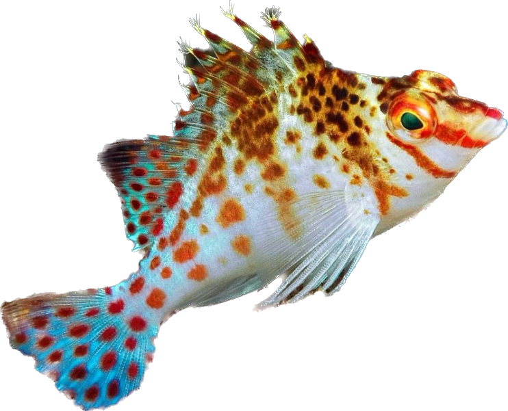 Dwarf Hawkfish – Saltwater Fish Sask