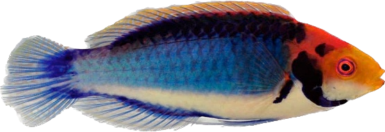 Solar Fairy Wrasse – Saltwater Fish Sask
